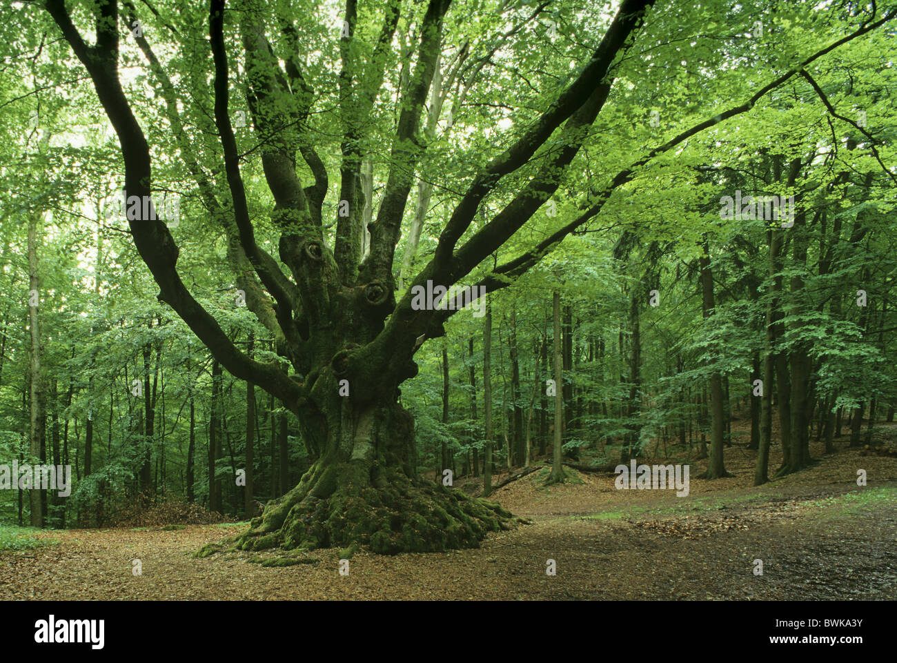 Beech tree in a forest near Krombach, North Rhine-Westphalia, Germany ...