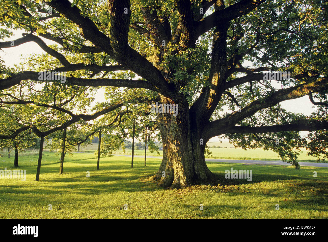 Lenz oak, near Sichertshausen, Baden-Wuerttemberg, Germany Stock Photo ...