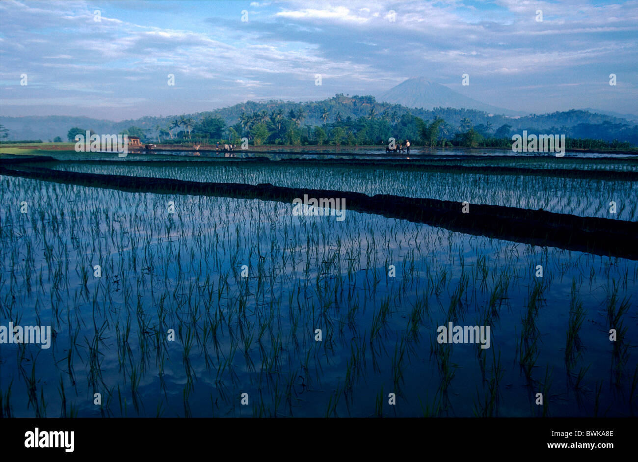 Asia Indonesia Java rice fields rice agriculture Borobudur Stock Photo ...