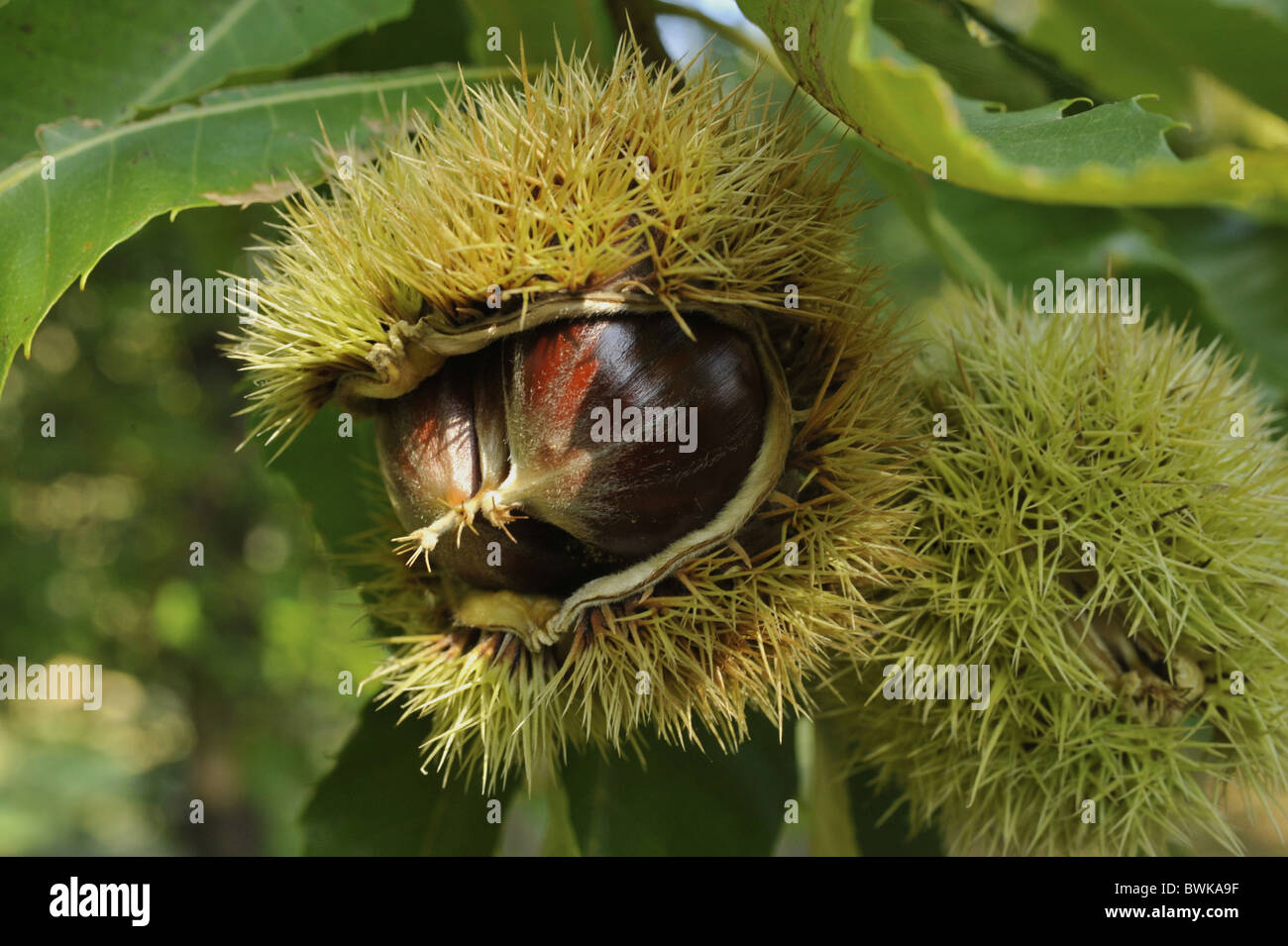 Chestnut tree tuscany italy hi-res stock photography and images - Alamy
