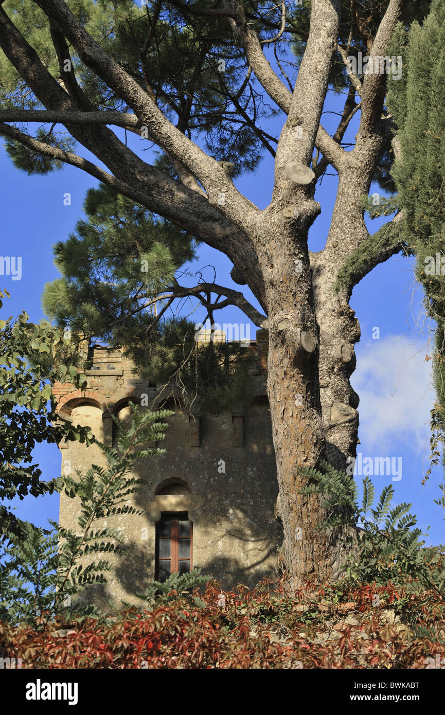 Pine tree and tower of city wall in autumn, Monticchiello, Crete ...
