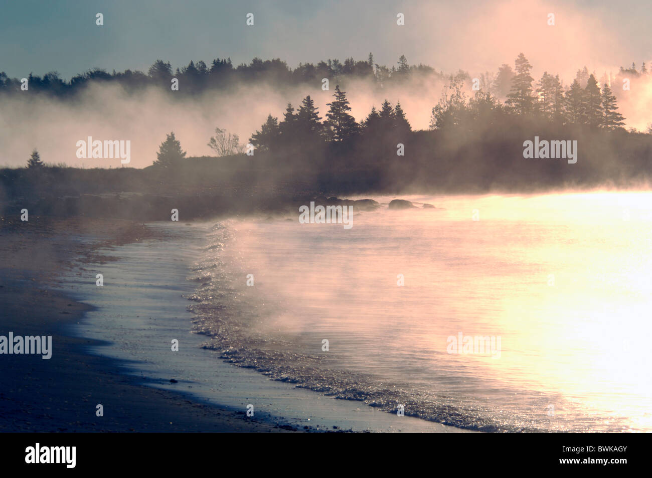 beach seashore wood forest scenery landscape coast sea morning fog fog ...