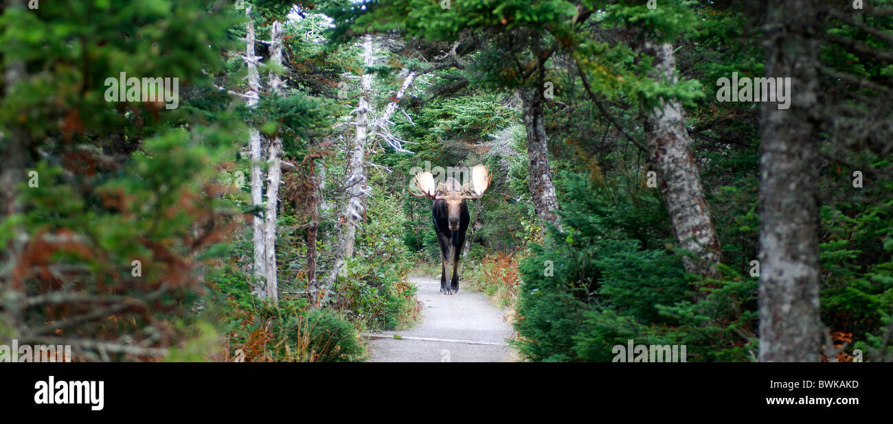 panorama way footpath meeting walking hiking wild animals animal forest ...