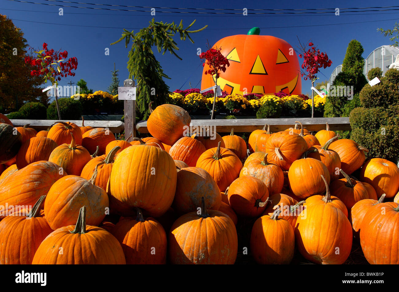 pumpkins pumpkin sales business shop market garden shop loading ...