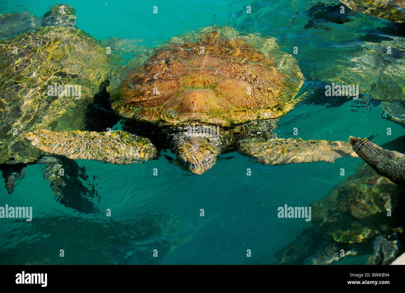 tortoises soup tortoises waters Cayman Islands Grand Cayman West-Indian ...