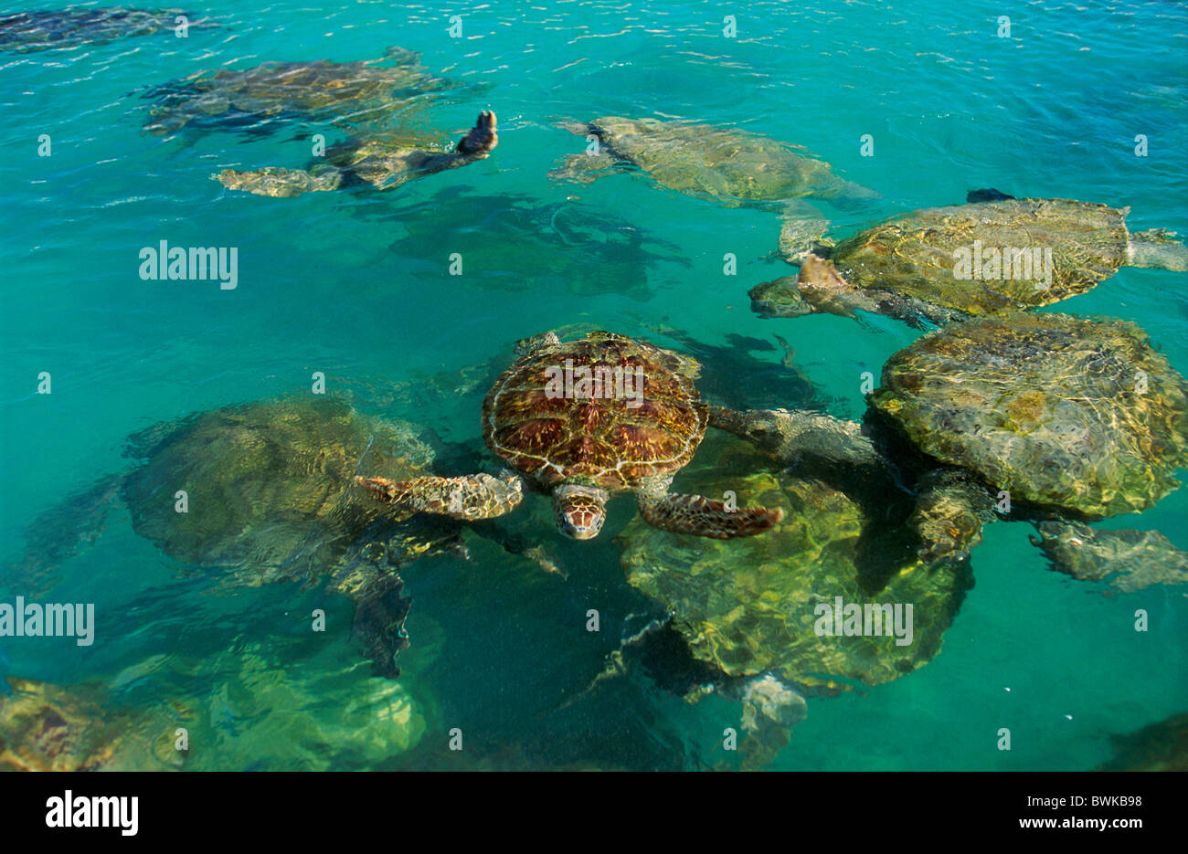 tortoises soup tortoises waters Cayman Islands Grand Cayman West-Indian ...