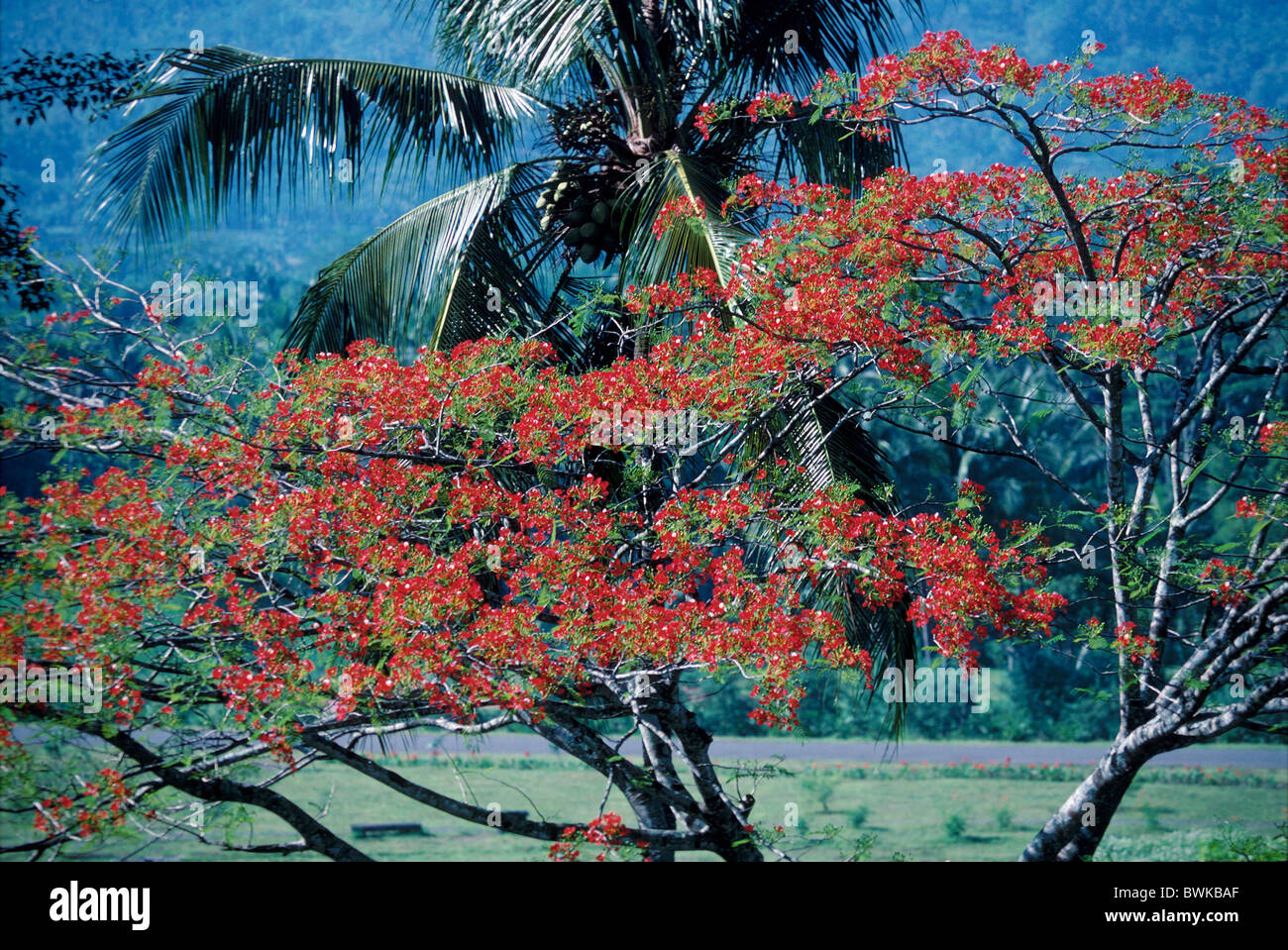 Asia Indonesia Magelang flame tree blossoming Delonix regia palm ...