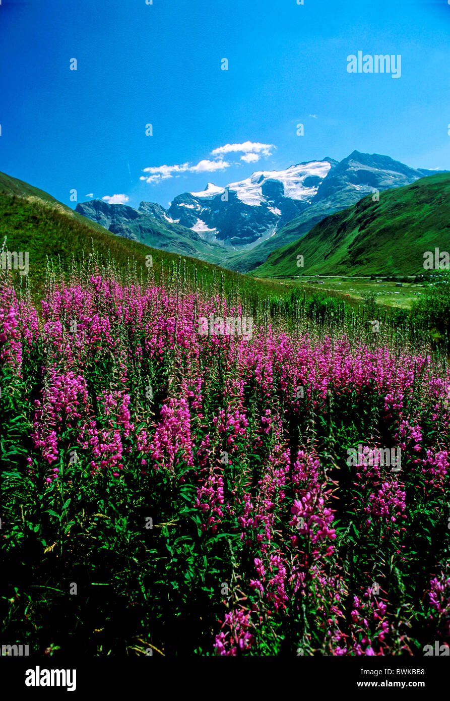 Italy Europe Piedmont scenery mountains alps alpine Alps flowers little ...