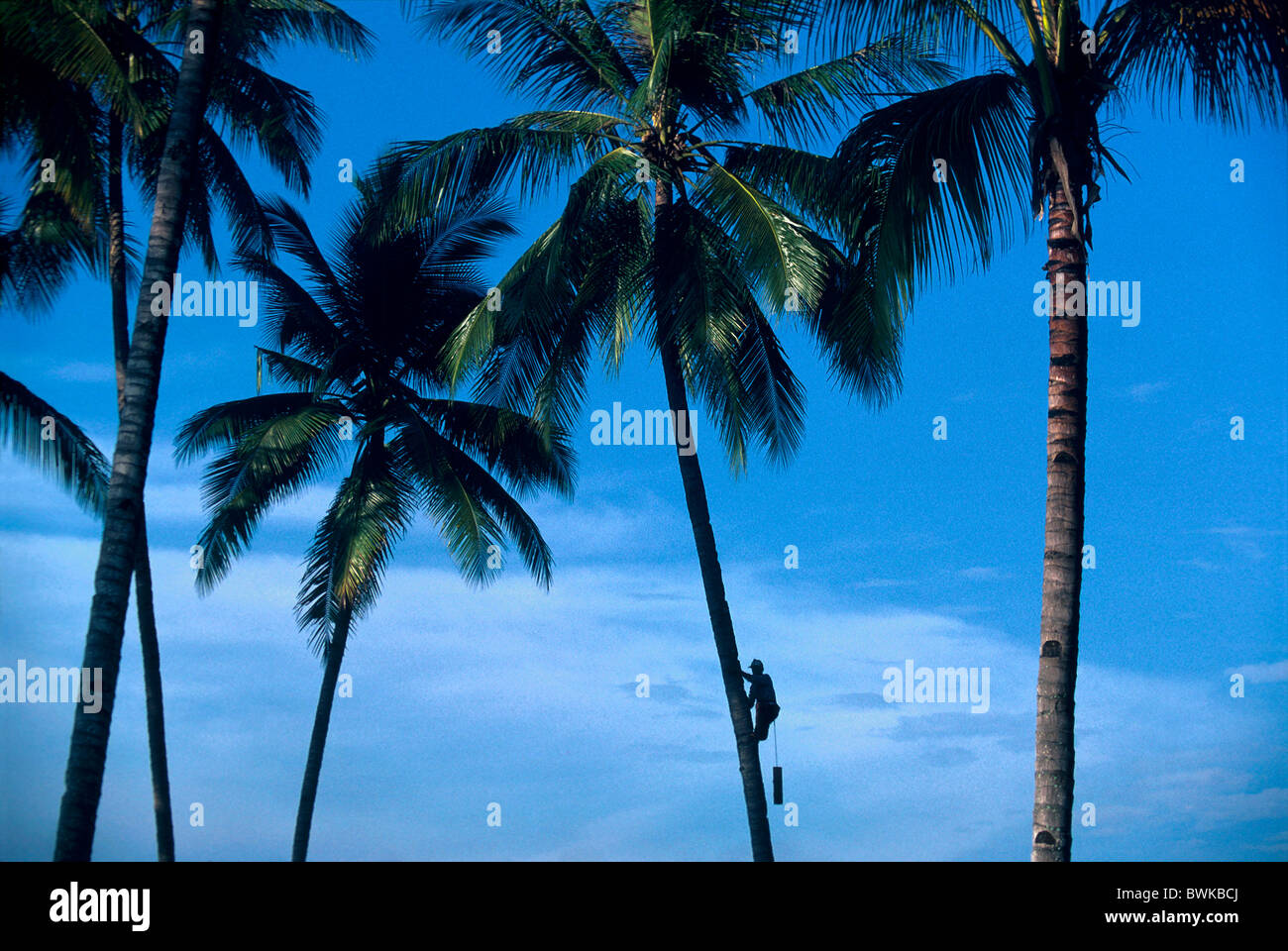 palms climbers climb palm climbing harvest crop fruits Asia Indonesia ...