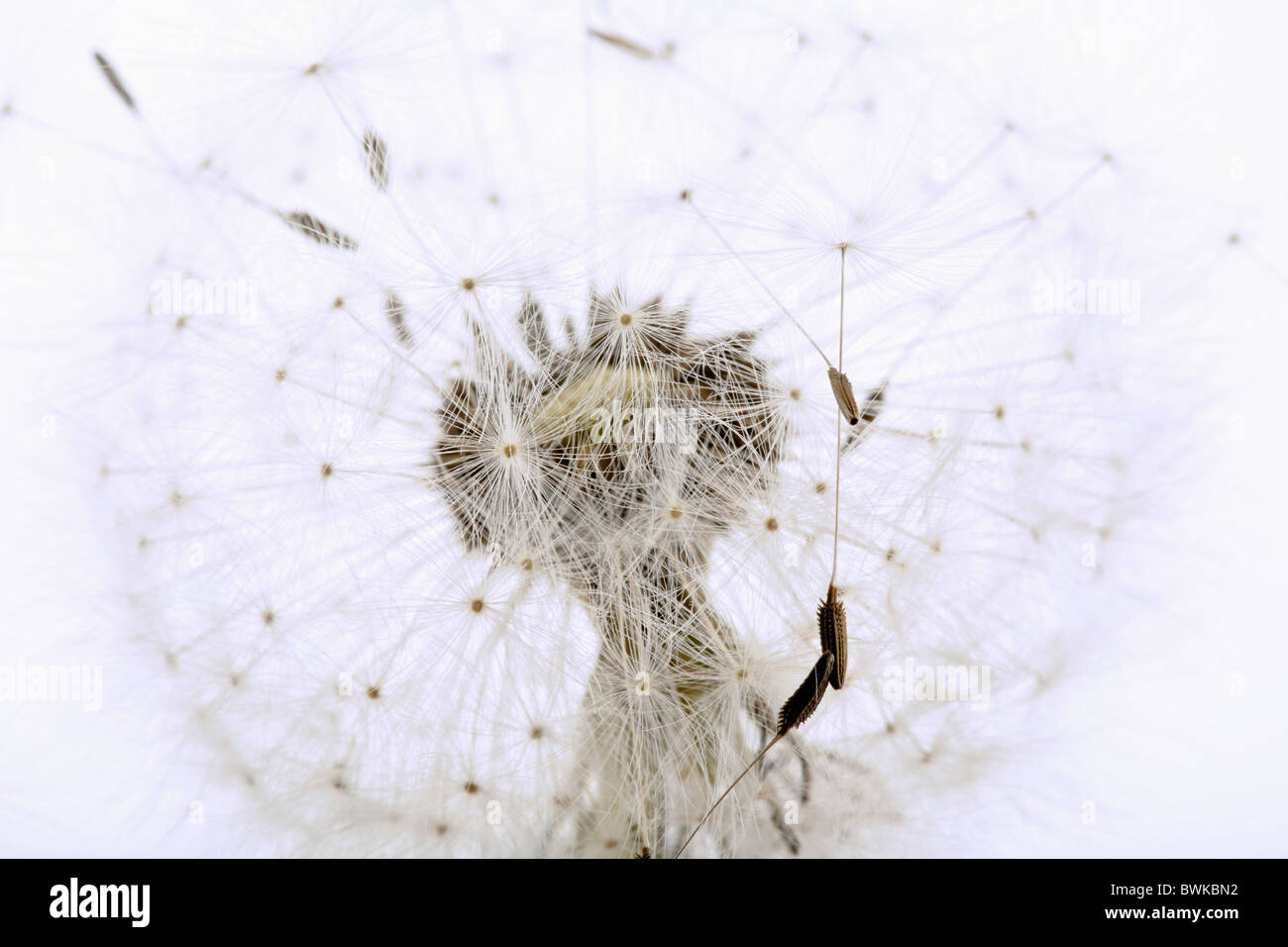 Botany Blow Blowing Close-up Color Colour Dandelion Delicate Detail ...