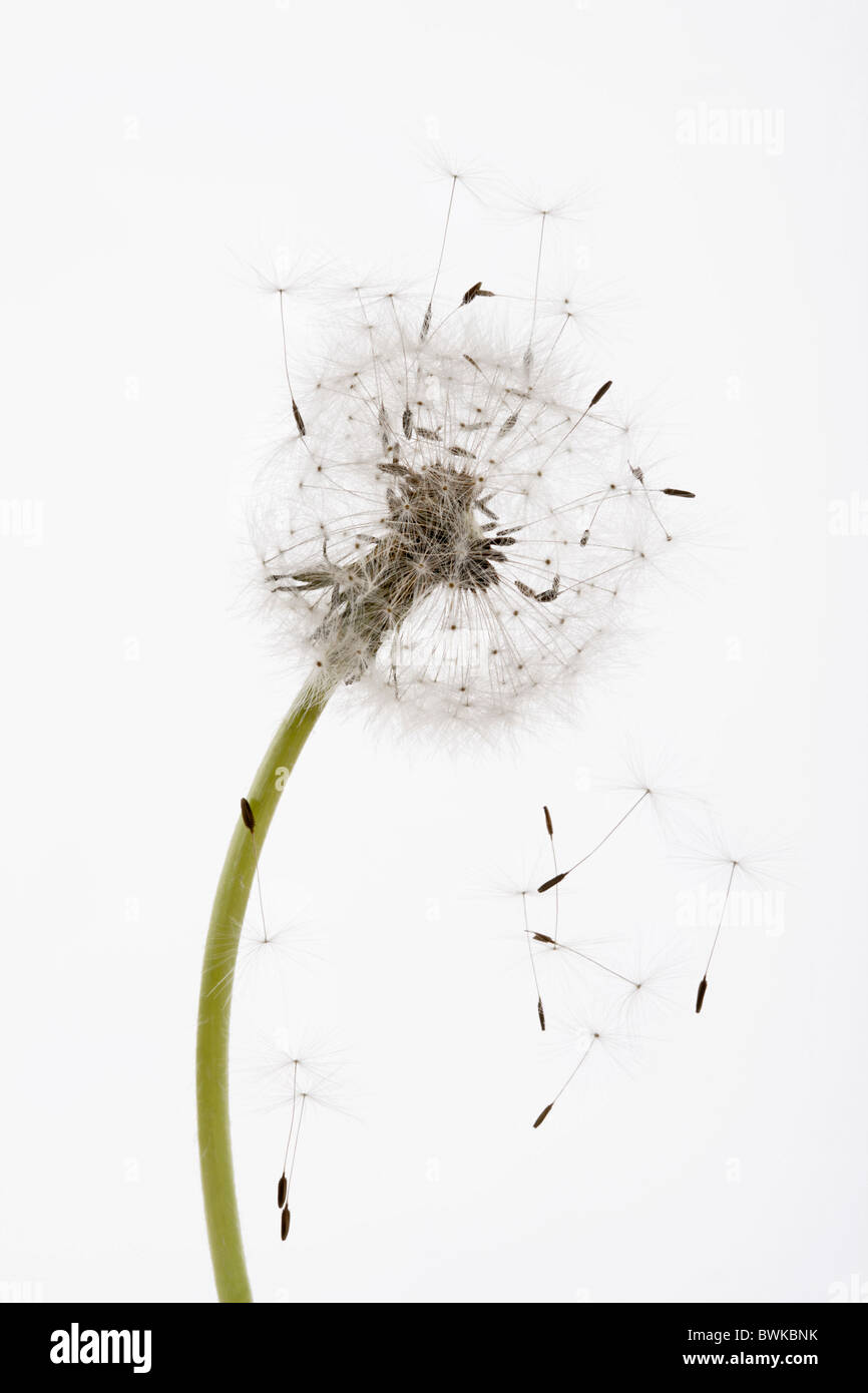 Botany Blow Blowing Close-up Color Colour Dandelion Delicate Detail ...