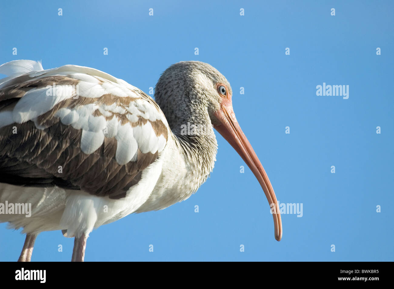 White Ibis Eudocimus albus bird ibis Stock Photo - Alamy