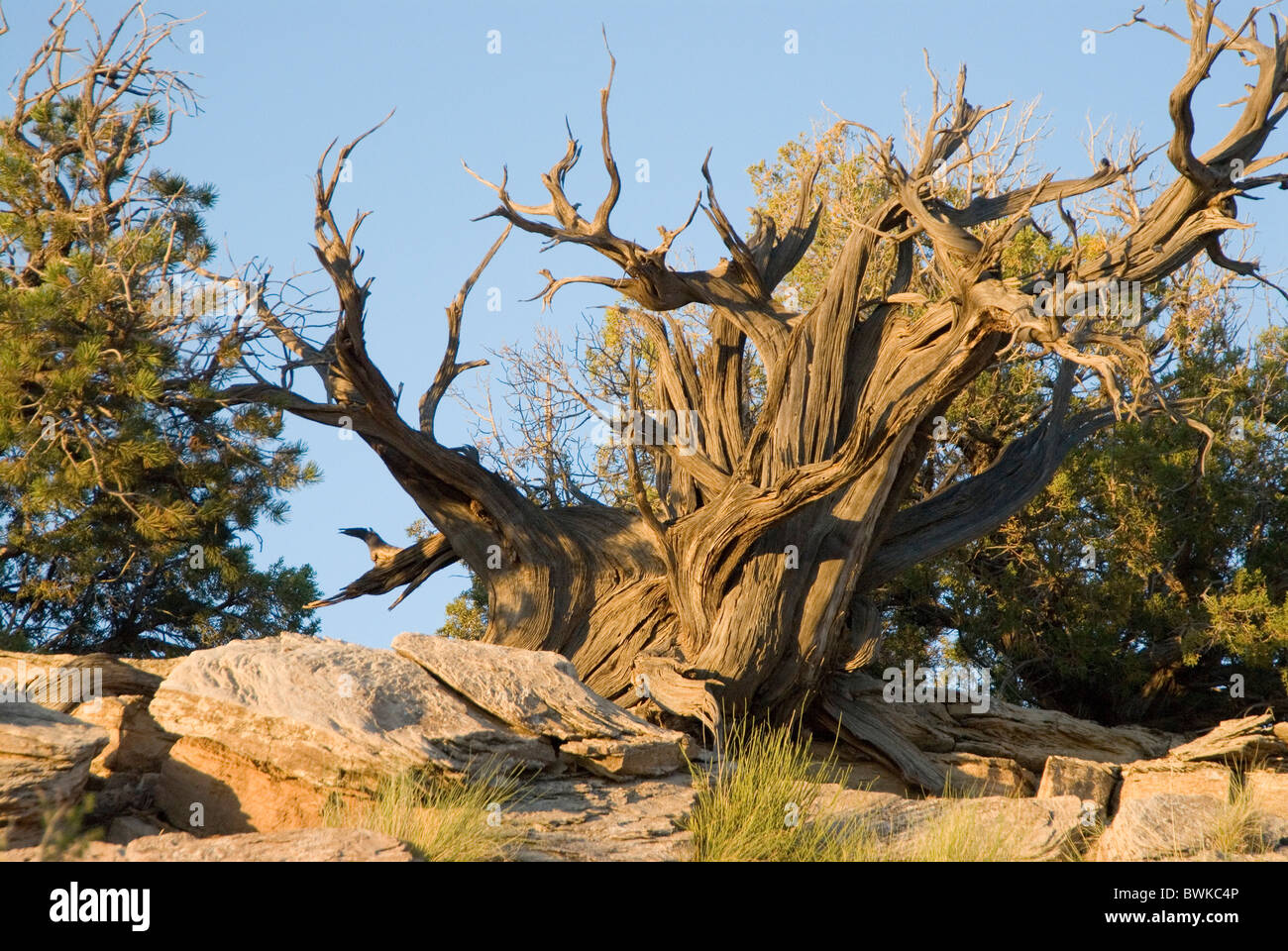 juniper Utah Juniper dead gnarledly tree plant Colorado national ...