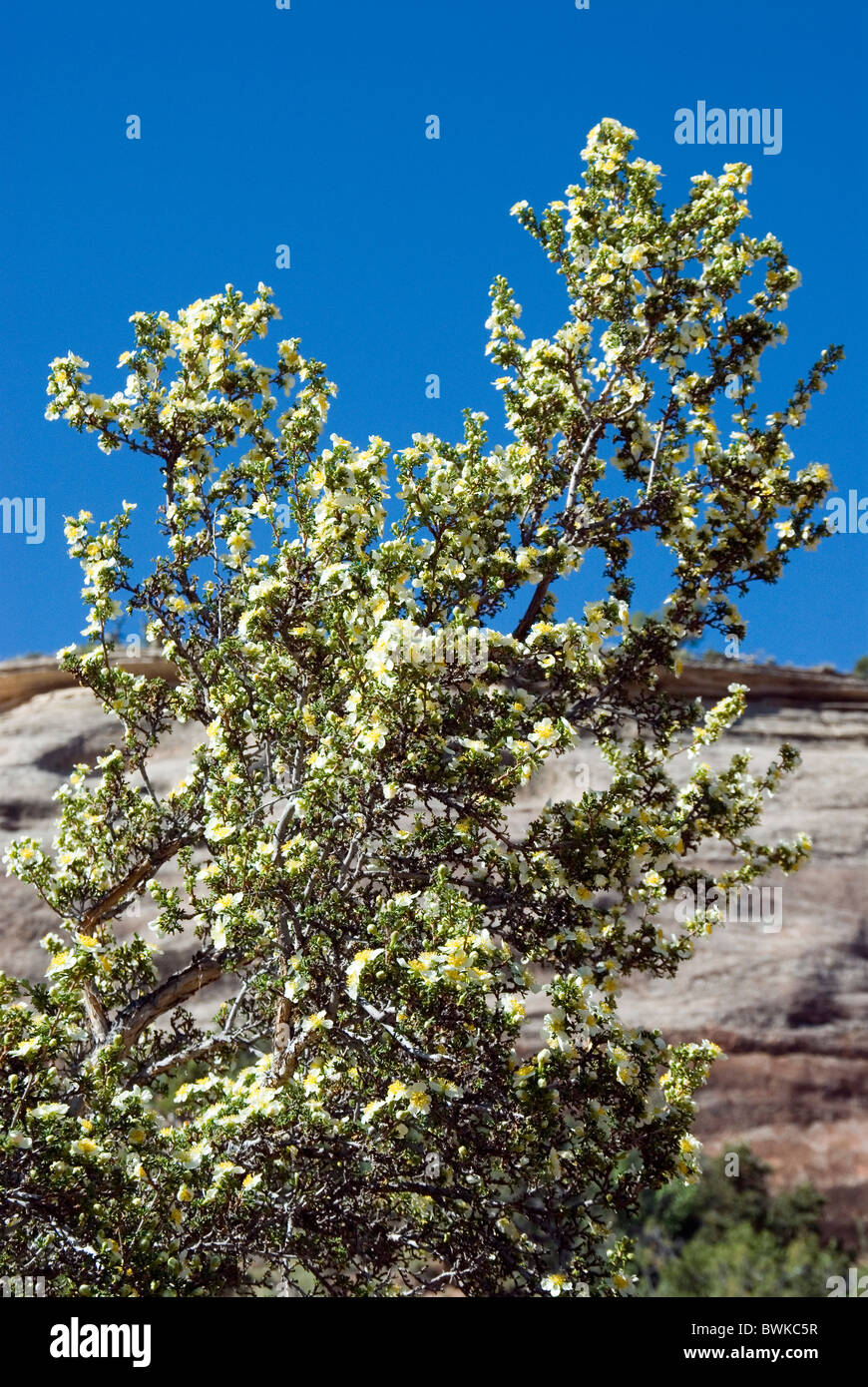 Cliffrose Cowania subintegra blossoms shrub tree blossom Black Ridge ...