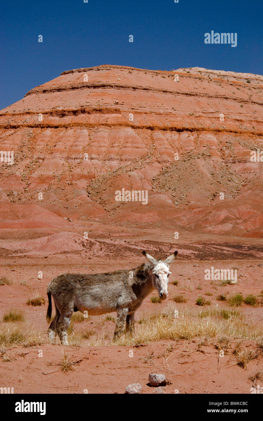 donkey overgrown house donkey wild donkey desert scenery landscape ...