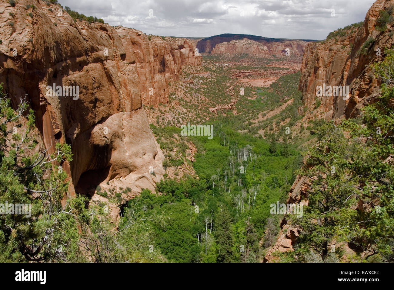 scenery landscape gulch canyon rock wood Navajo national monument USA ...