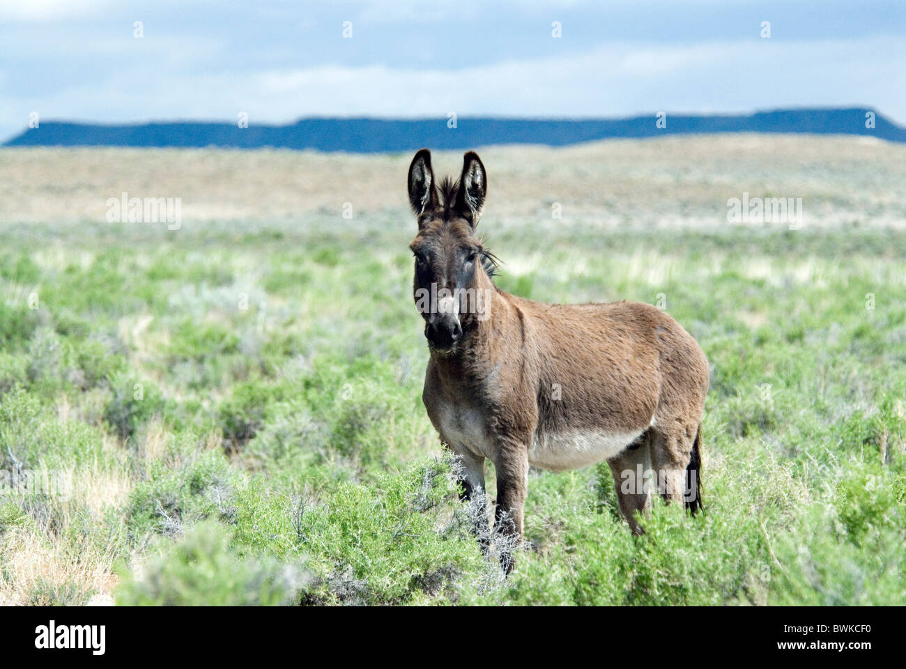 donkey overgrown house donkey wild donkey scenery landscape steppe ...