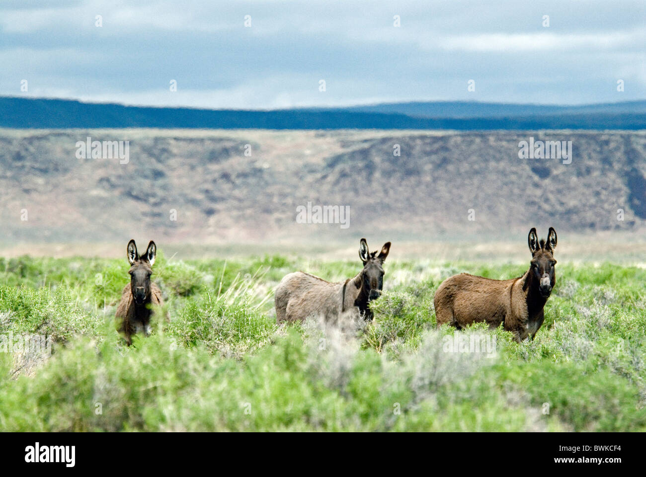 donkey overgrown house donkey wild donkey scenery landscape steppe ...