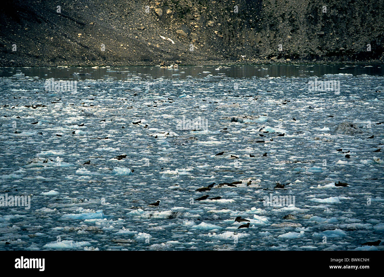 USA America North America Alaska Glacier Bay national park park John ...