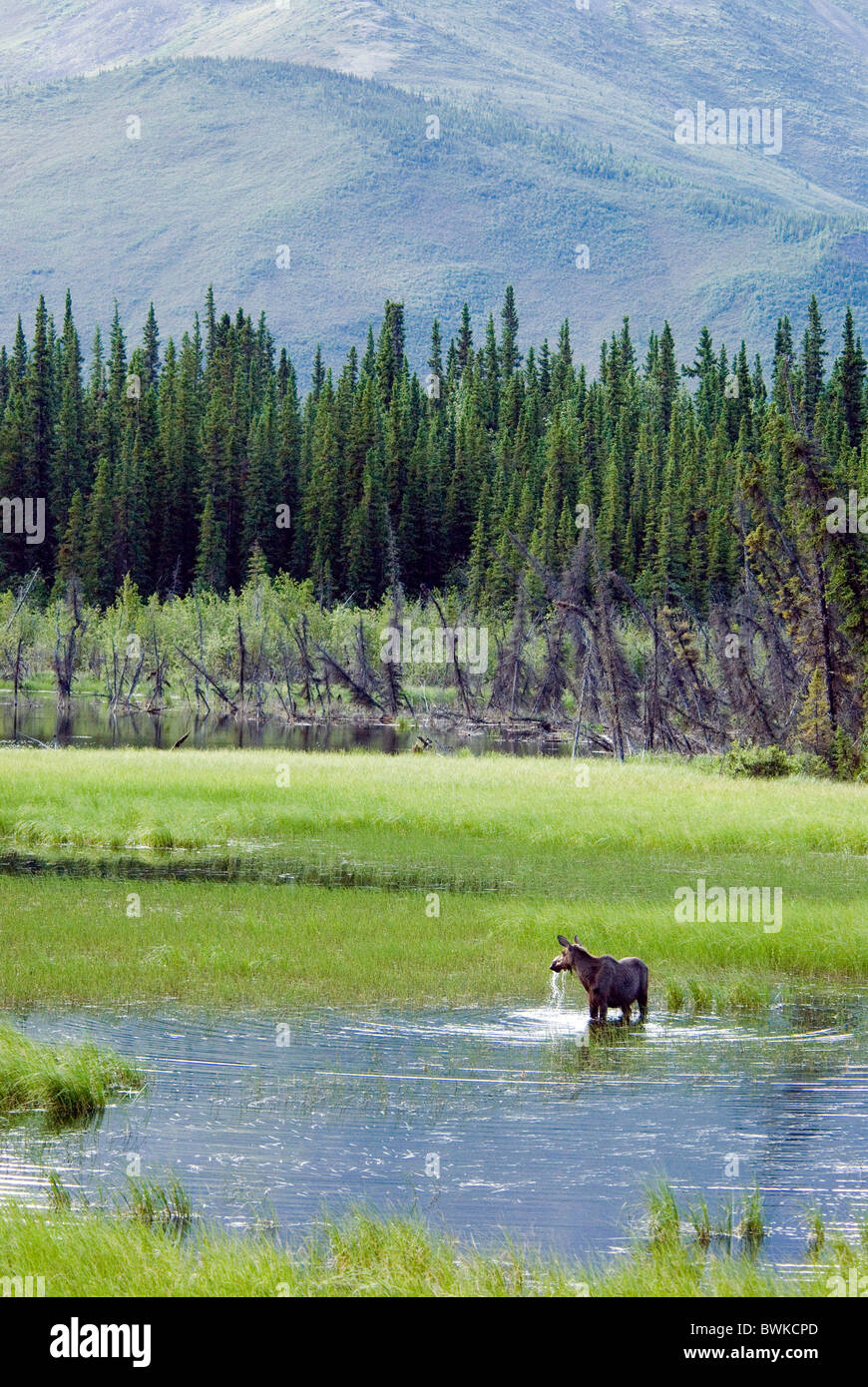 elk Alces alces water lake scenery landscape mountains Chugach ...