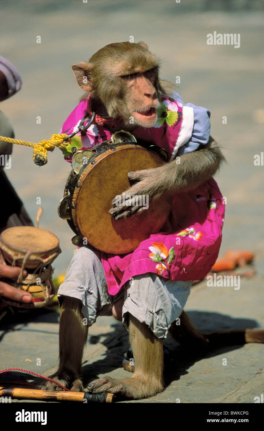India Asia Mumbai Bombay monkey macaques trained drum animal cruelty ...