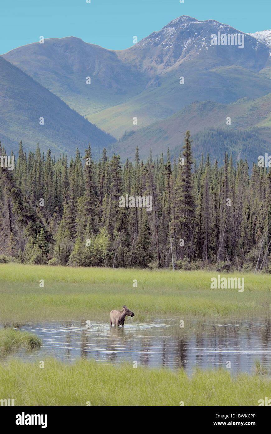 elk Alces alces water lake scenery landscape mountains Chugach ...