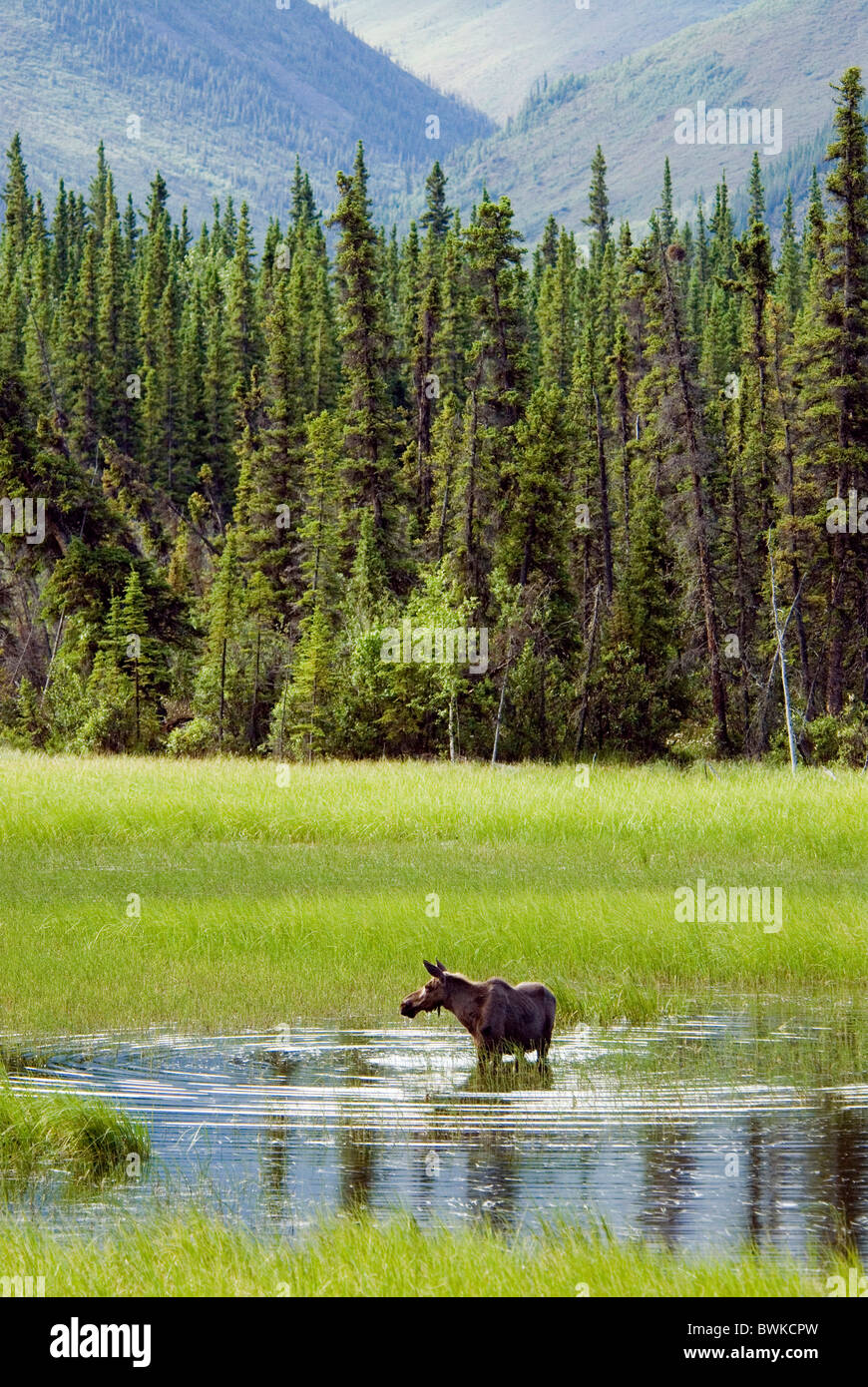 elk Alces alces water lake scenery landscape mountains Chugach ...