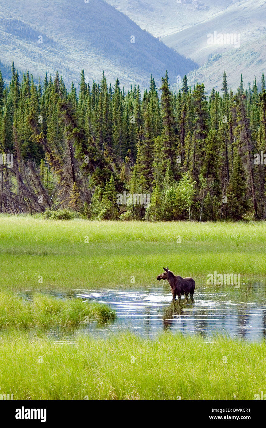 elk Alces alces water lake scenery landscape mountains Chugach ...