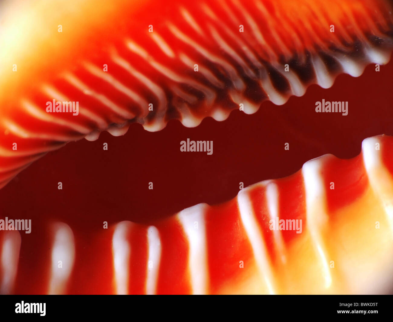 detail mussel snail hole Stock Photo - Alamy
