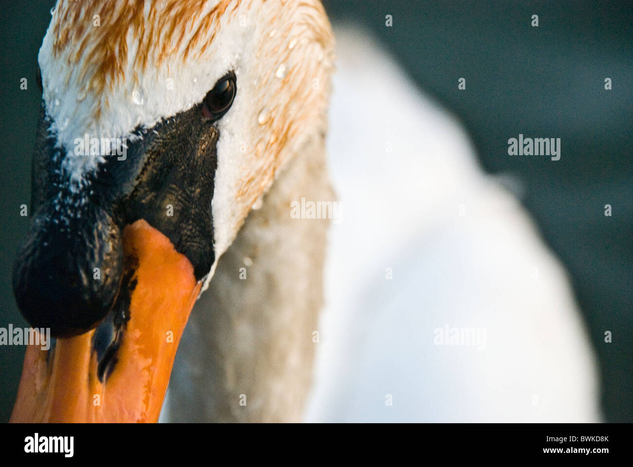 Face of swan hi-res stock photography and images - Alamy