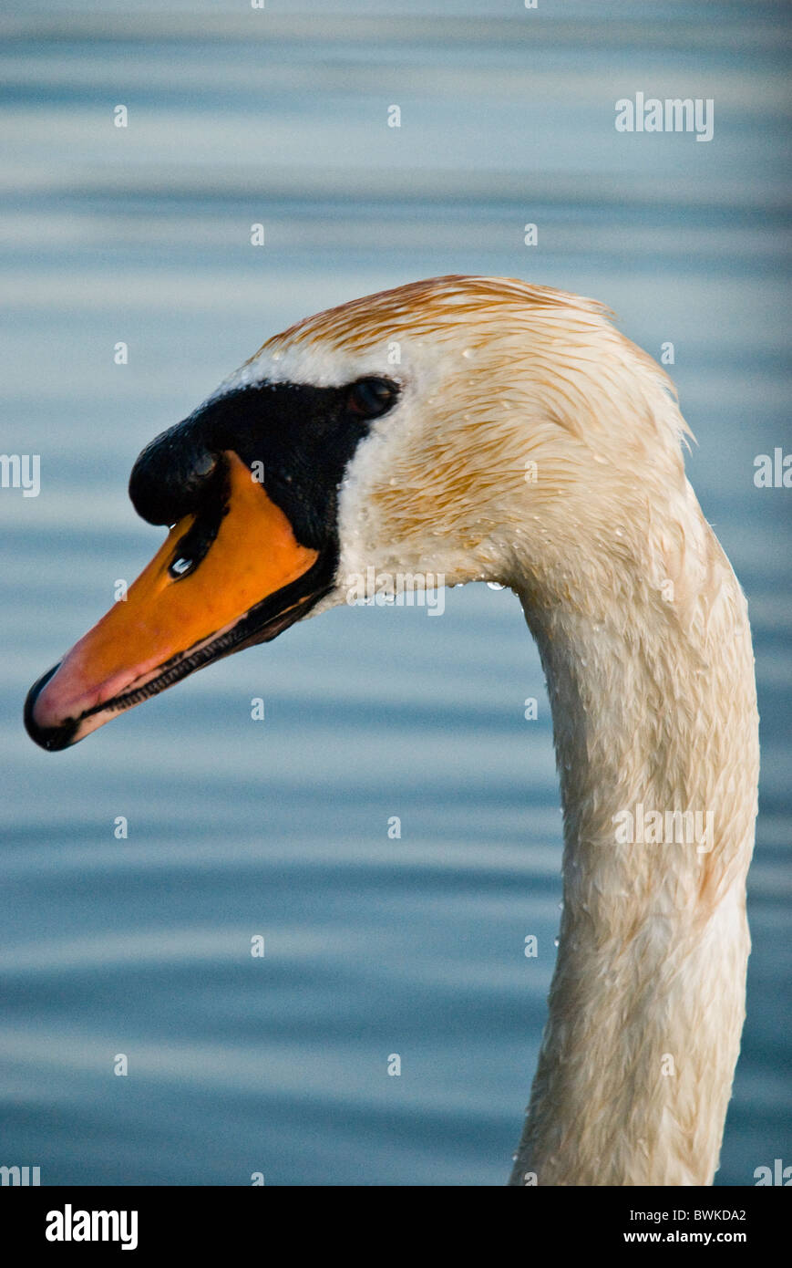 Swan face close up hi-res stock photography and images - Alamy