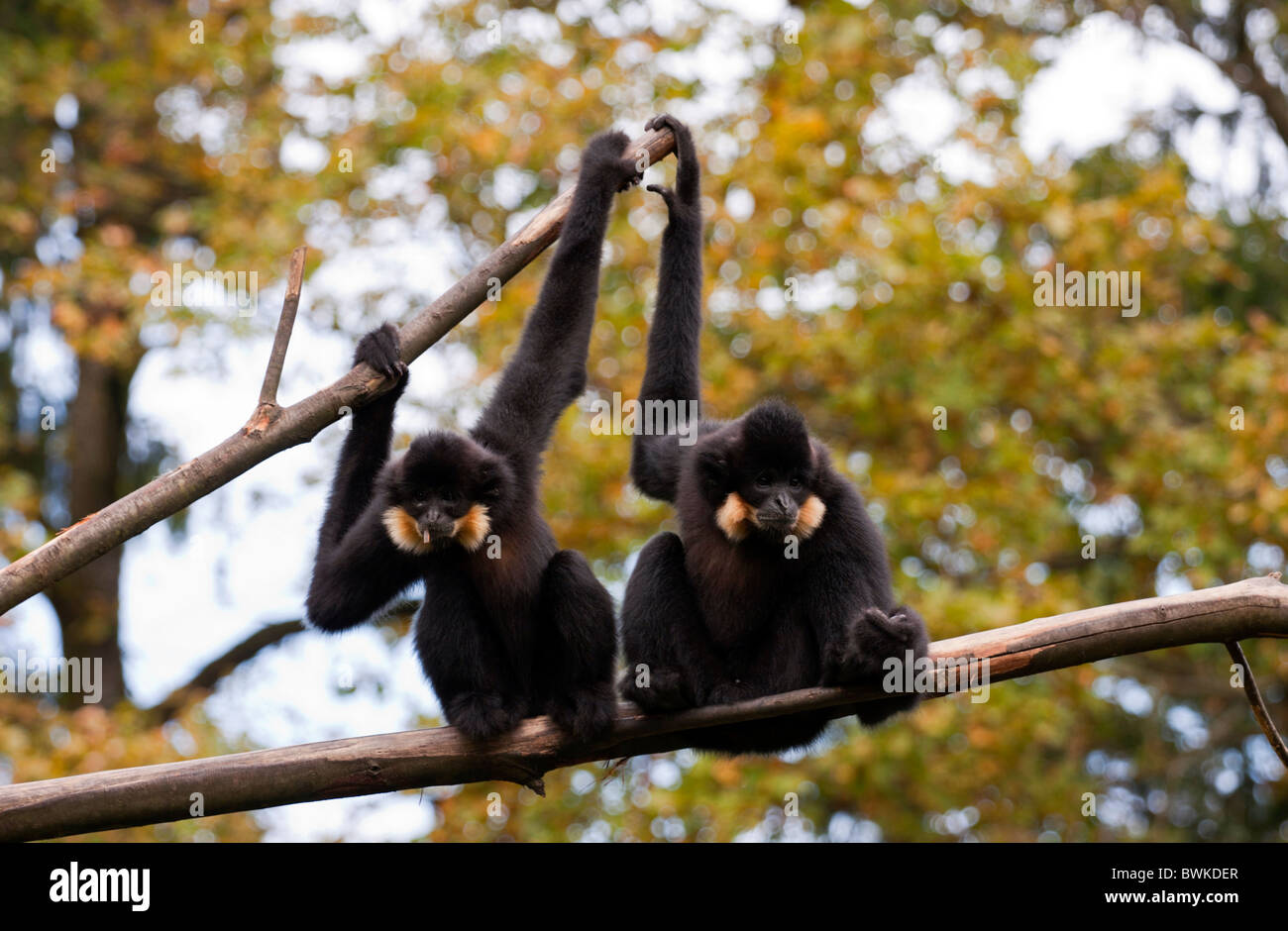 Pair of gibbons on the tree branches Stock Photo - Alamy