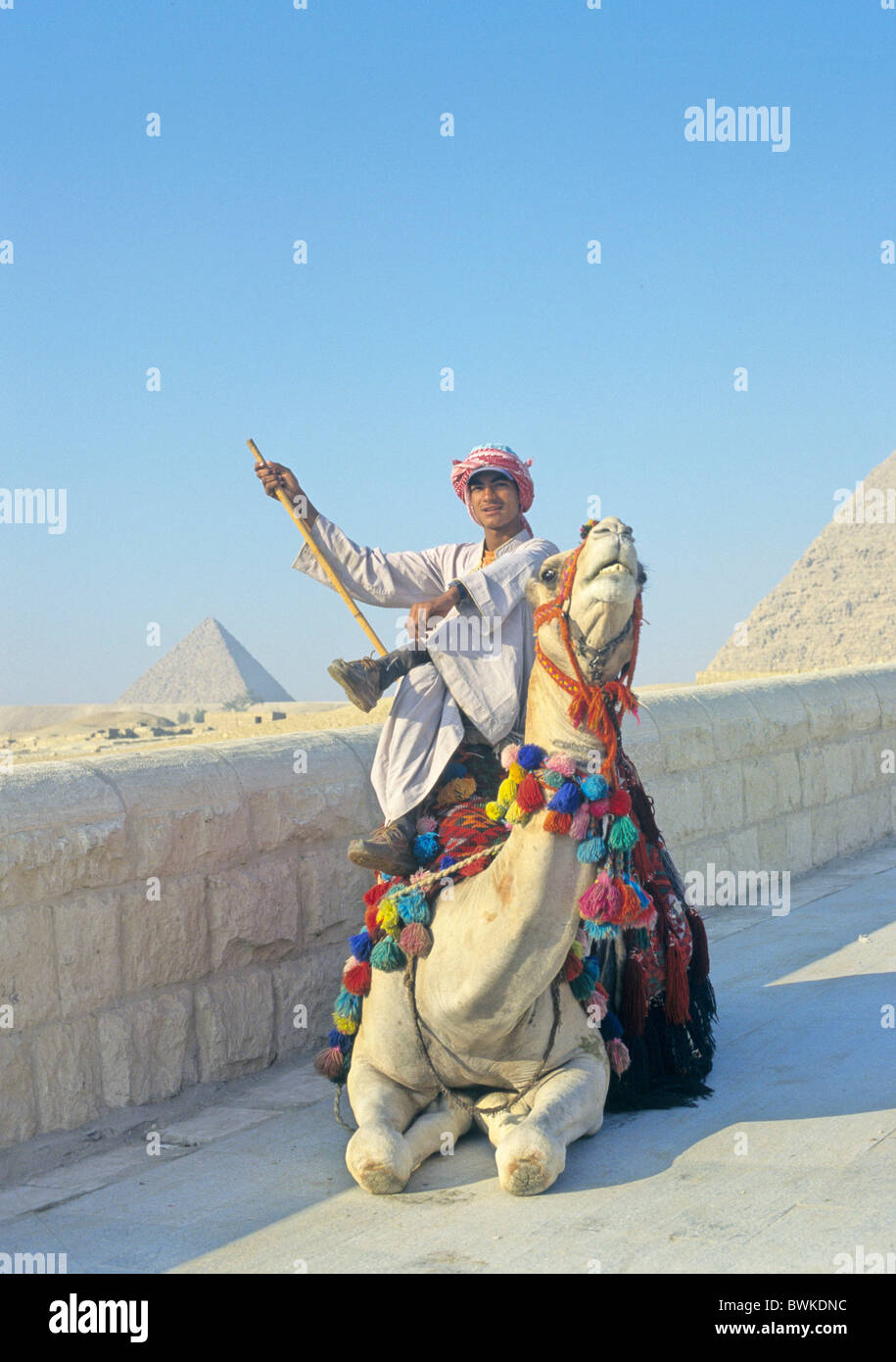 Egypt North Africa camel rider camels riders man camel tourism tourist ...
