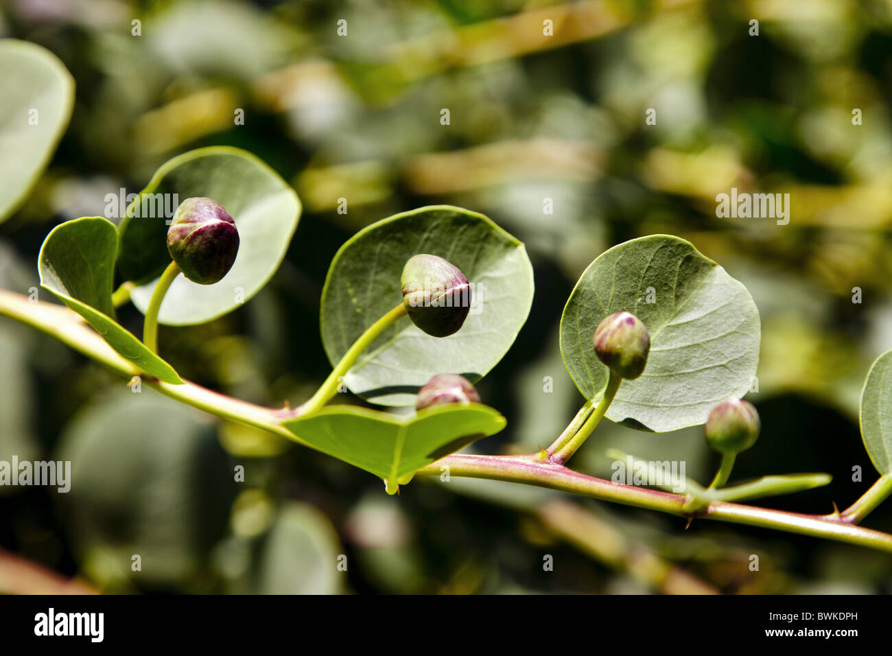 Capers, Pollara, Salina Island, Aeolian islands, Sicily, Italy Stock ...