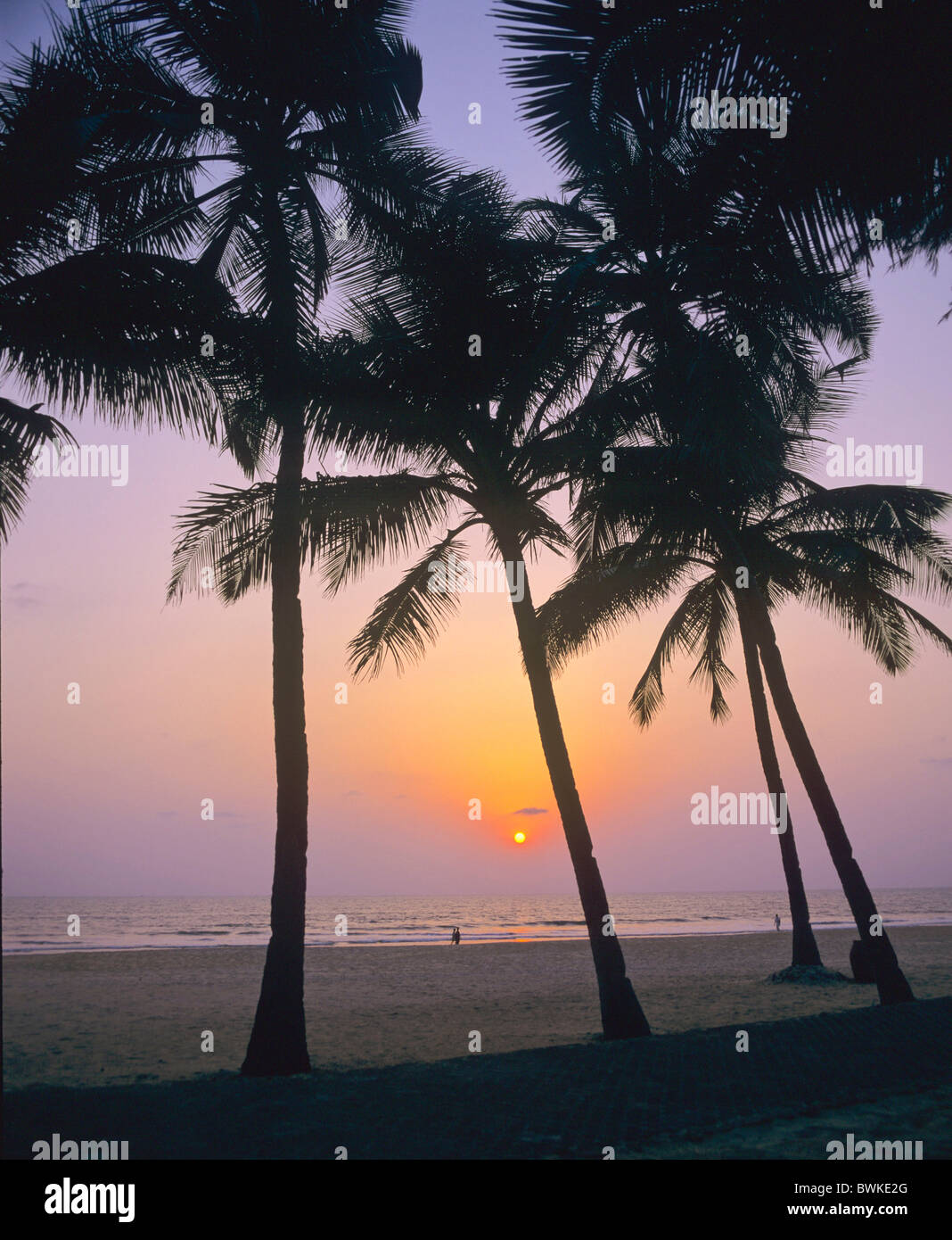 India Goa Cavelossim Mobor Beach palm silhouette sundown mood dusk ...