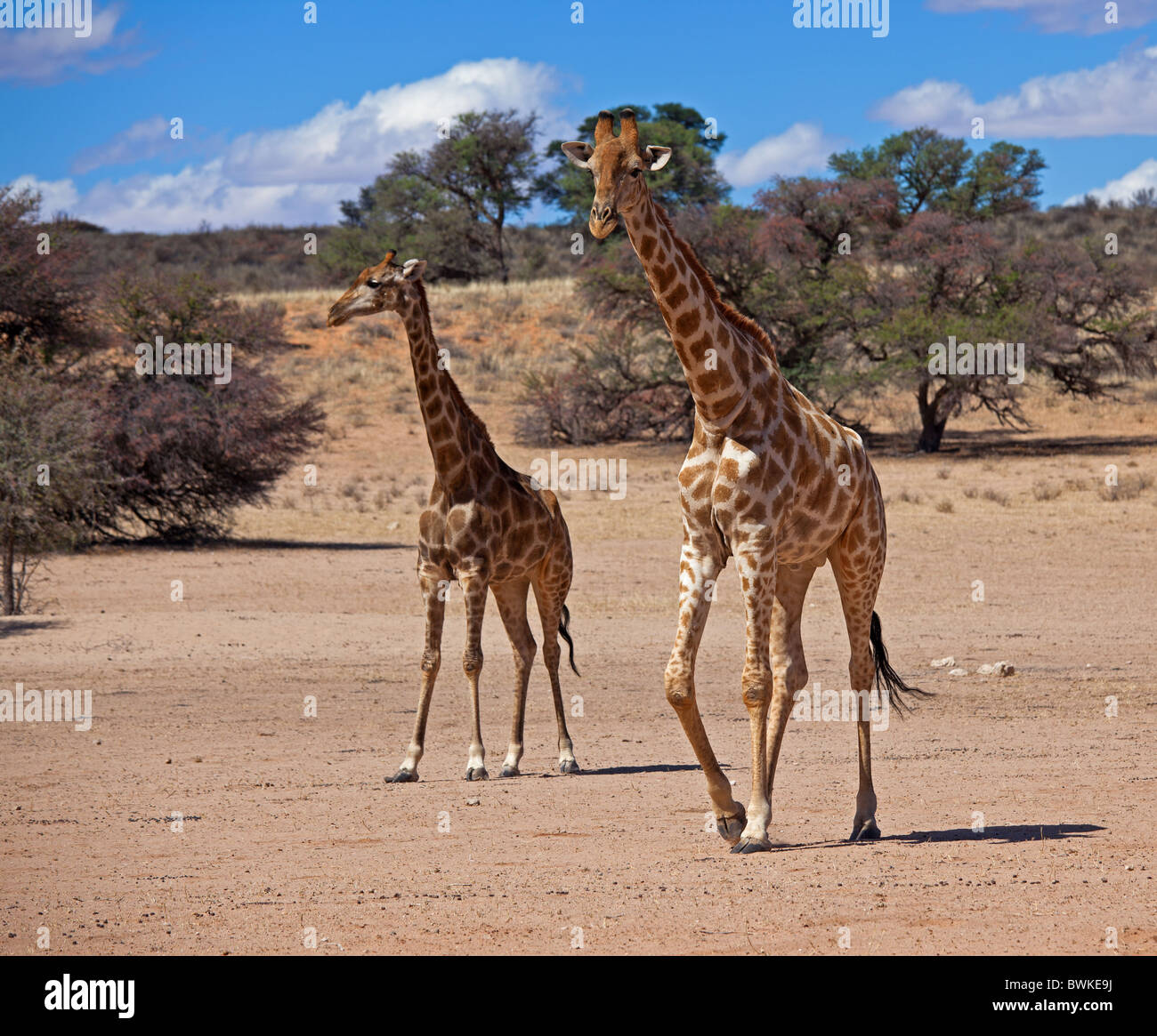 Giraffe walking hi-res stock photography and images - Alamy