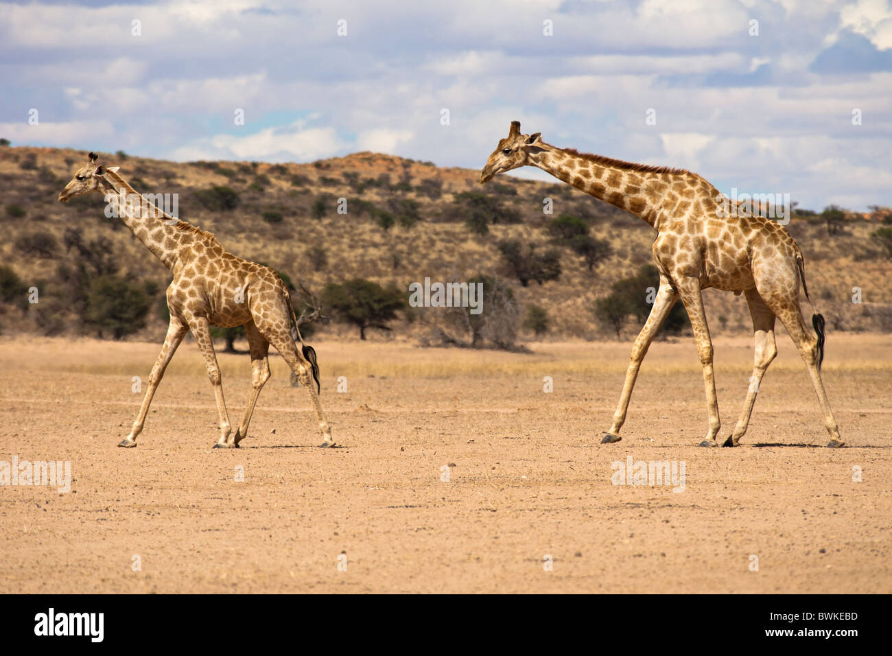 Giraffe walking hi-res stock photography and images - Alamy