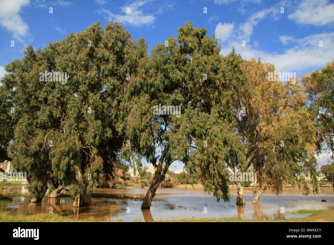 Israel, Sharon region, the rain pool in Netanya Stock Photo - Alamy