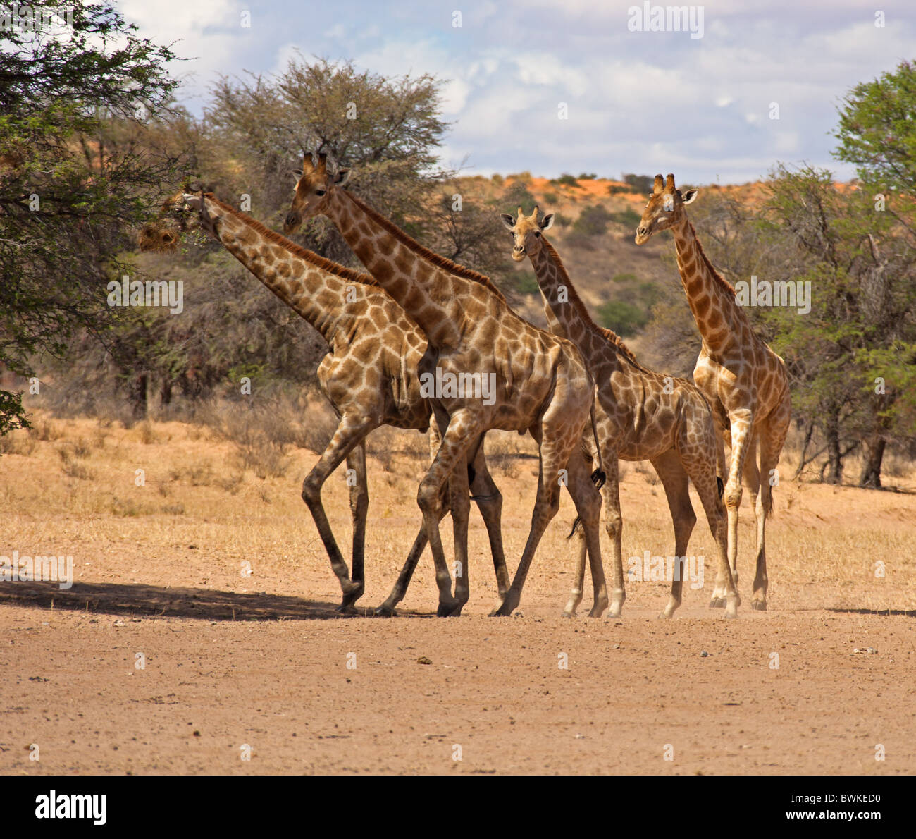 Group wildlife hi-res stock photography and images - Alamy