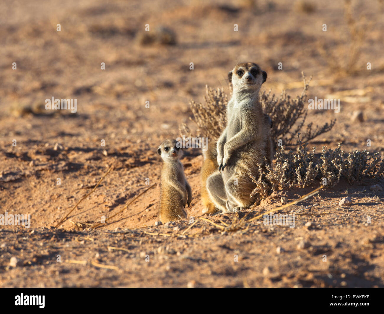 suricate with young Stock Photo - Alamy