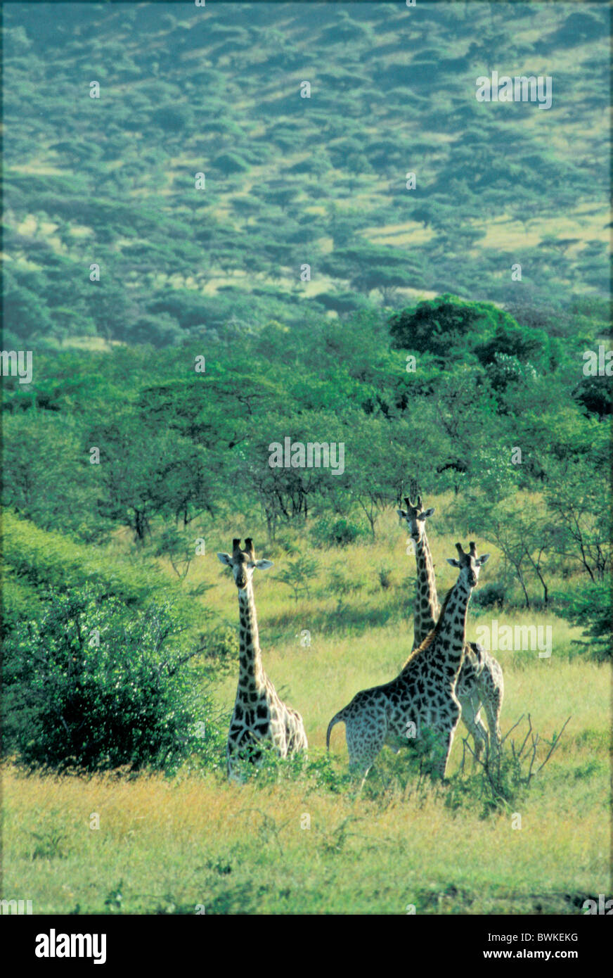 giraffes group herd Africa animals Stock Photo - Alamy