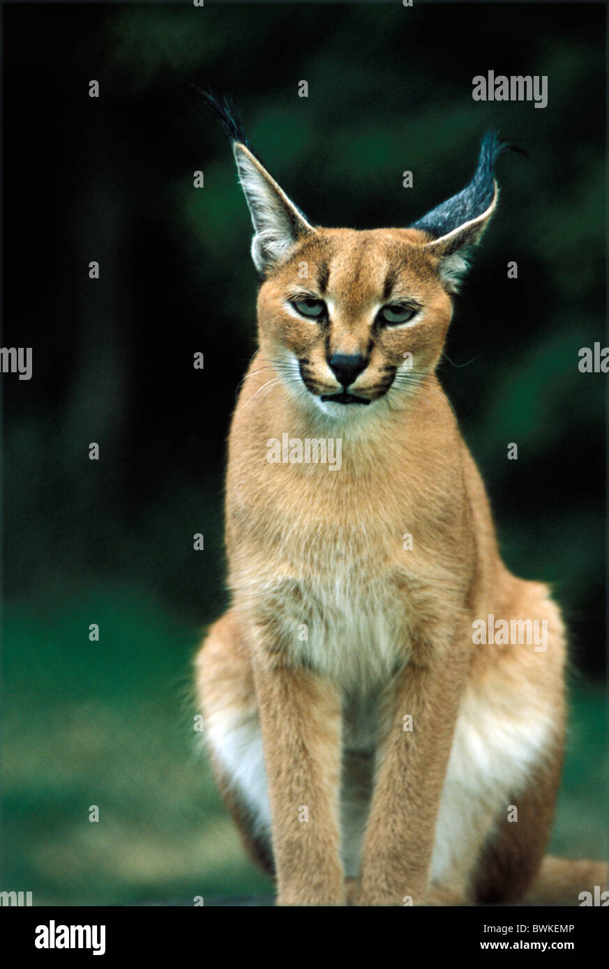 Karakal Caracal caracal portrait Africa predator big cat cat Stock ...