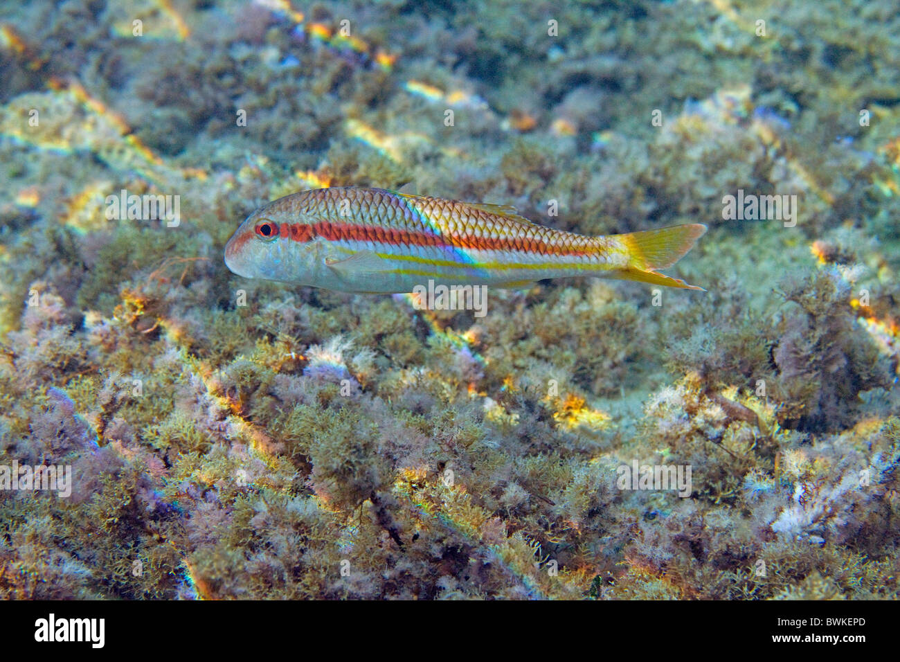Striped mullet hi-res stock photography and images - Alamy