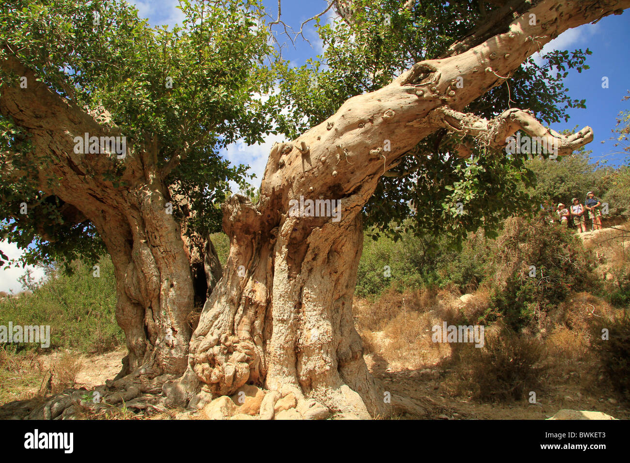 Israel, Carmel, Sycamore tree in Nahal Neder Stock Photo - Alamy