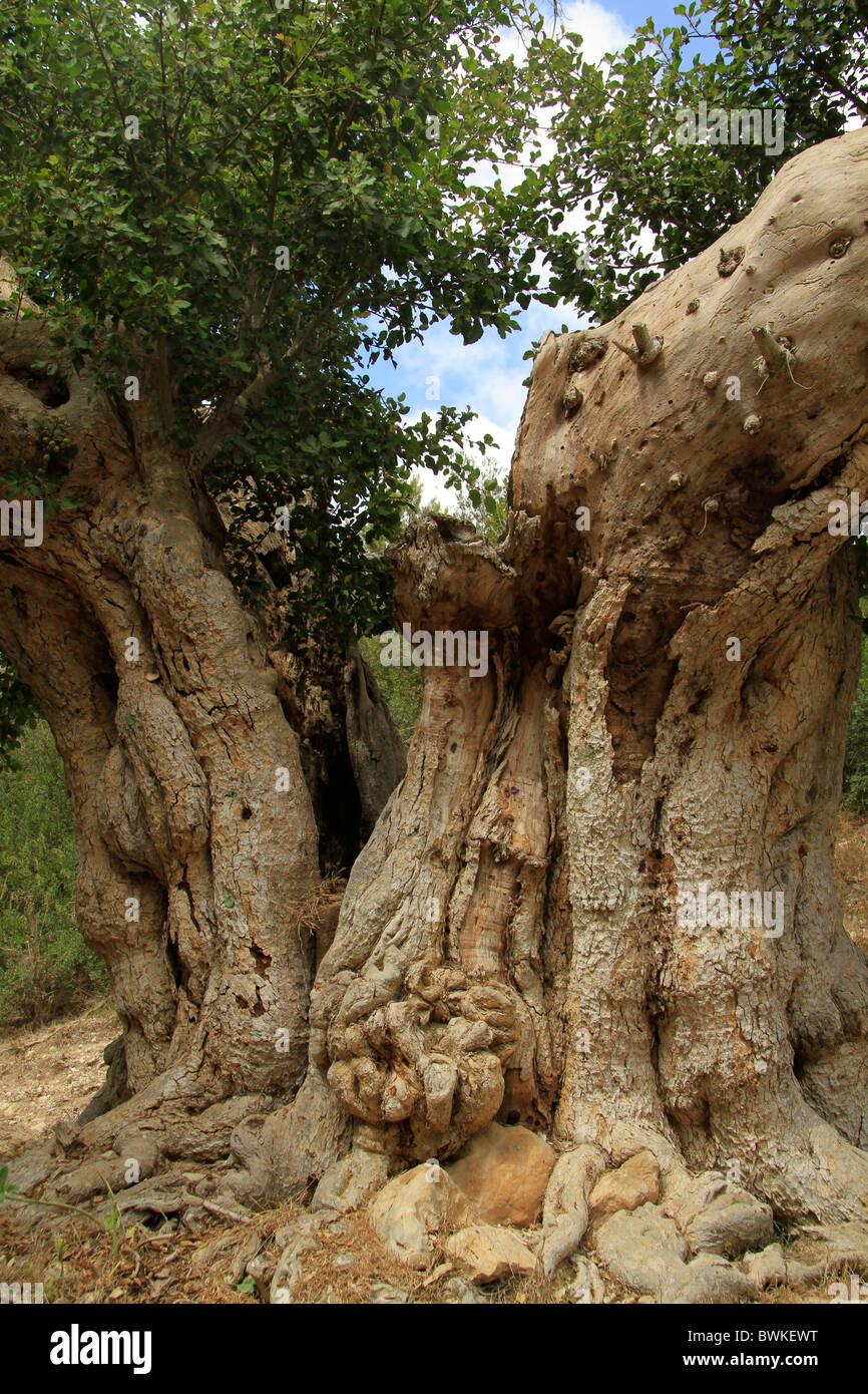 Sycamore tree hi-res stock photography and images - Alamy