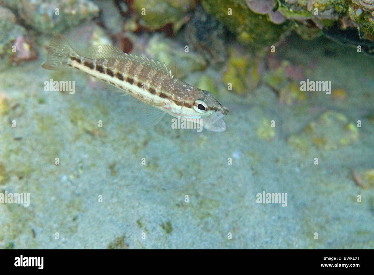 Comber fish hi-res stock photography and images - Alamy
