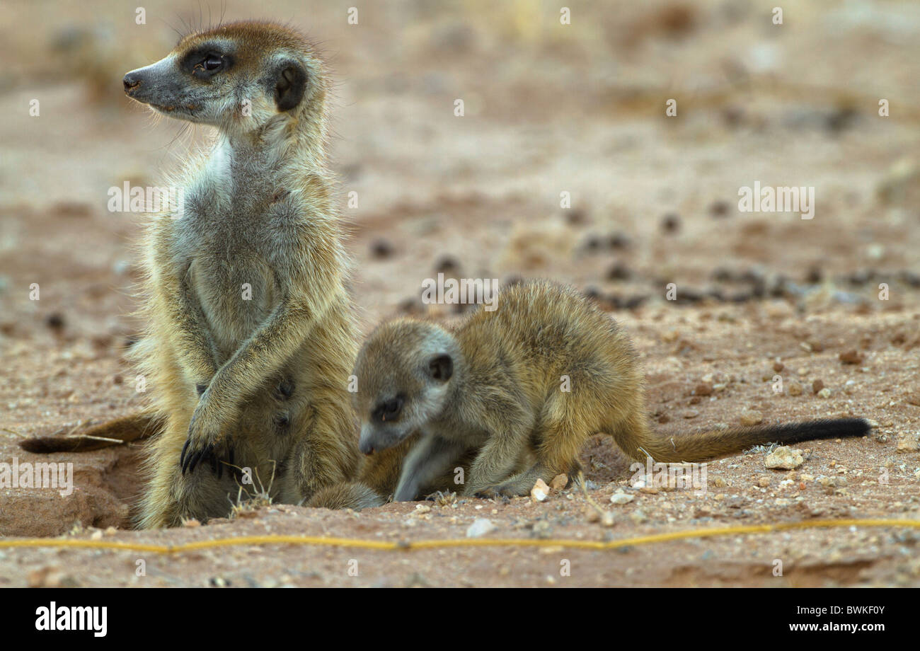 suricate with young Stock Photo - Alamy