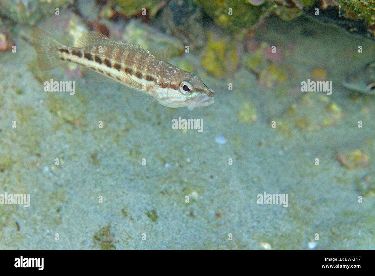 serranus cabrilla comber in shallow waters Stock Photo - Alamy