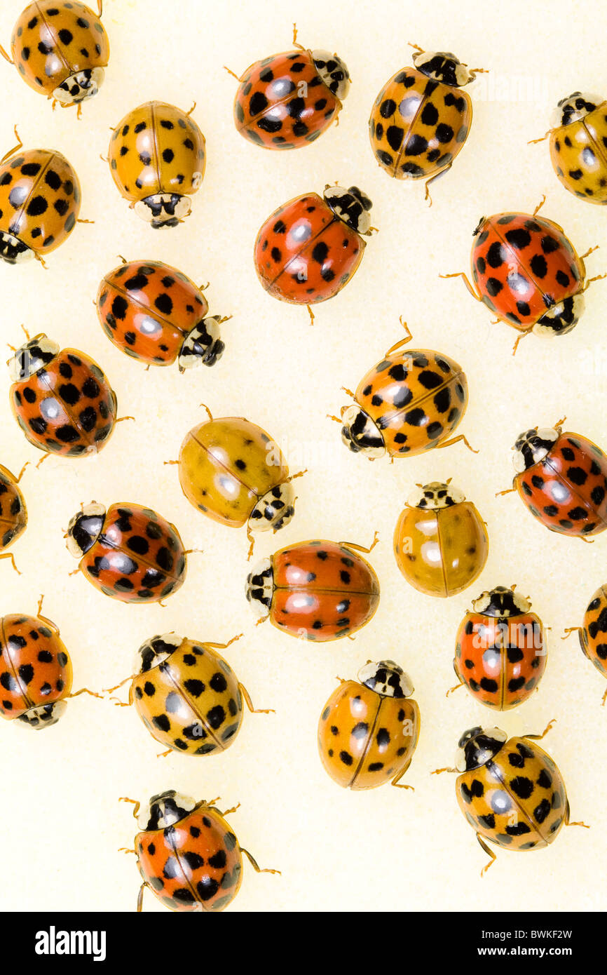 Bugs life cycle hi-res stock photography and images - Alamy