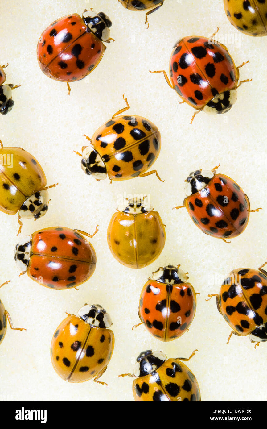 Asian lady beetles hi-res stock photography and images - Alamy